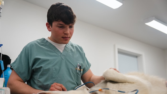 Des universitaires à la clinique vétérinaire de Kuujjuaq | Radio-Canada