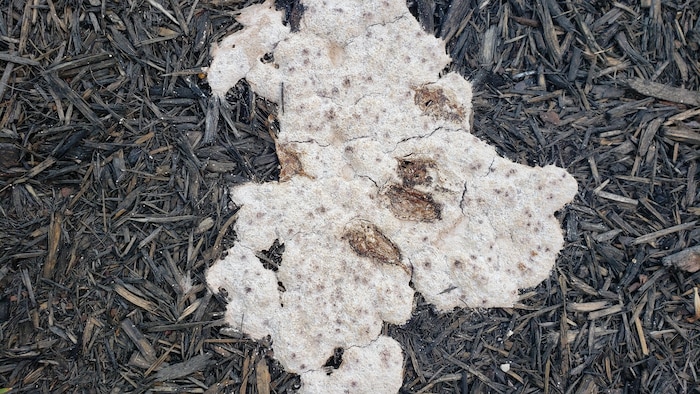 Du vomi de chien dans votre jardin? | Radio-Canada