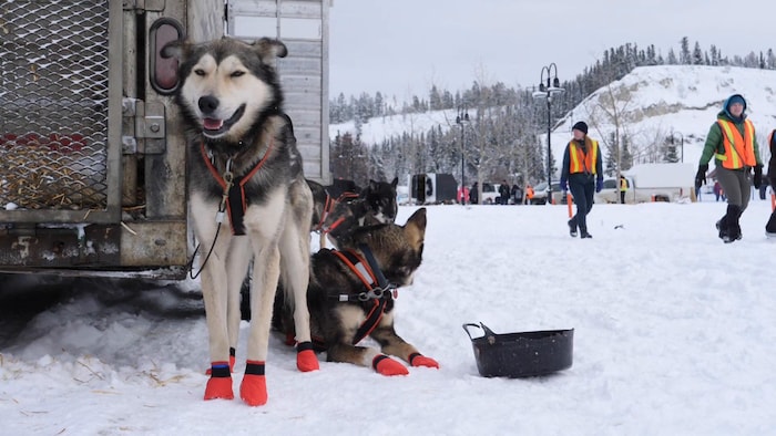 La course de chiens de traîneau Yukon Quest est annulée au Yukon ...