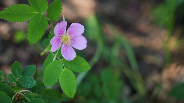 Une nouvelle société d’amateurs de plantes prend racine au Yukon ...
