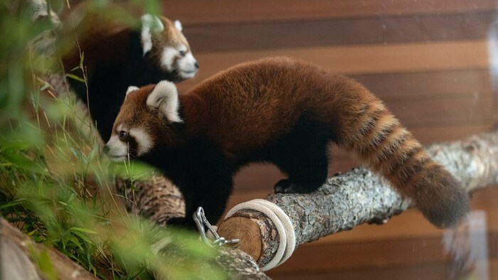 Le zoo d’Edmonton a présenté deux pandas roux | Radio-Canada
