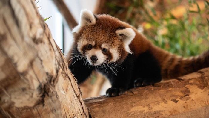 Le zoo d’Edmonton a présenté deux pandas roux | Radio-Canada