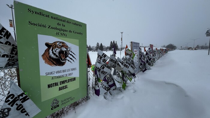 Lock-out au Zoo de Granby : les syndiqués manifestent | Radio-Canada