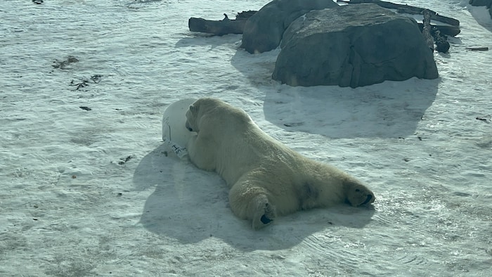 Le zoo de Winnipeg souligne la menace de la fonte des glaces pour les ...