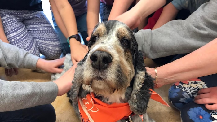 Comment éviter de se faire mordre par son chien | Radio-Canada