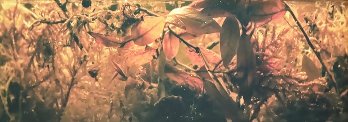 Les visions prémonitoires de Laura St. Pierre : Tout ce que tu touches ...