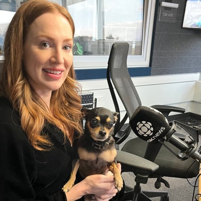 Un chihuahua de 11 ans fait ses débuts comme comédien à Calgary | Radio ...