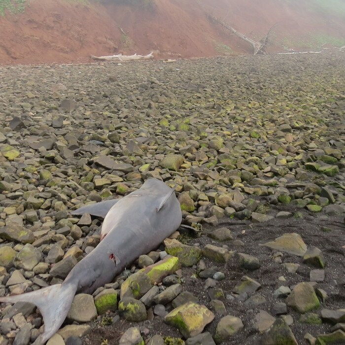 Un requin blanc retrouvé mort près de la baie de Fundy | Radio-Canada