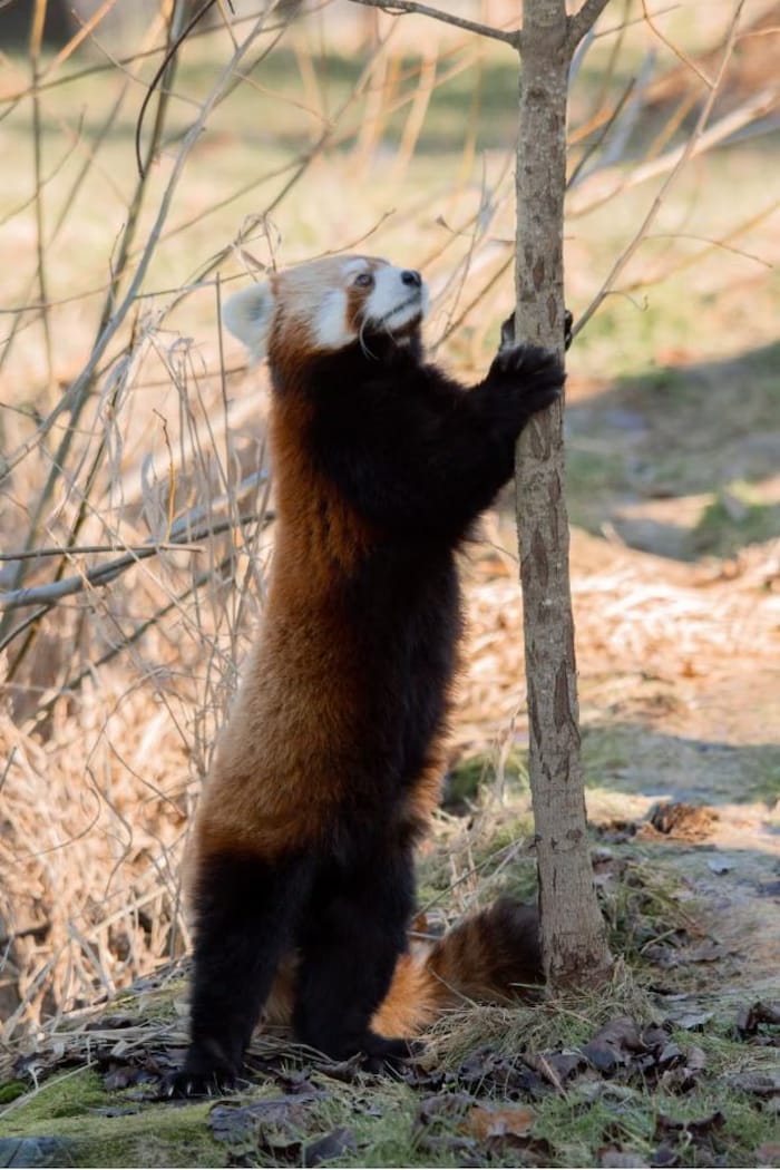 Le panda roux du zoo de Vancouver rencontre sa nouvelle compagne ...