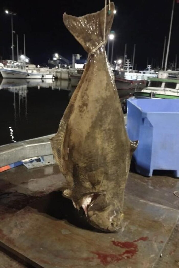 La pêche éclair au flétan a été très bonne pour plusieurs pêcheurs de ...