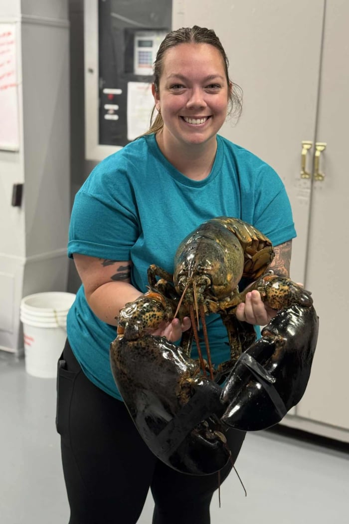 Deux homards gigantesques attirent les visiteurs à l’Aquarium de ...