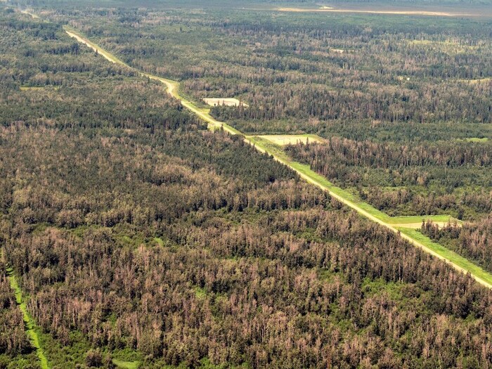 Canada’s great expanse of boreal forest is changing due to climate ...