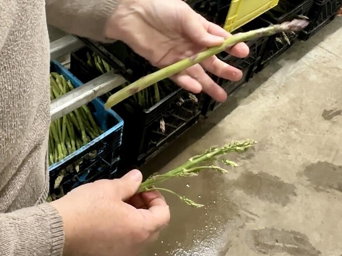 Un début de saison des asperges « exceptionnellement délicieux» | Radio ...
