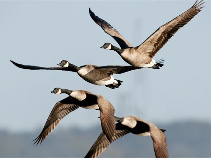 Le va-et-vient des bernaches, grand problème des municipalités | Radio ...