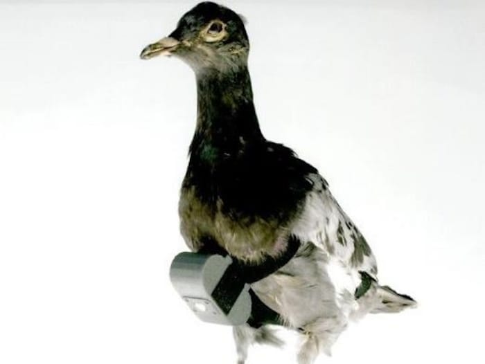 L'histoire secrète des pigeons espions et des dauphins poseurs de mines ...