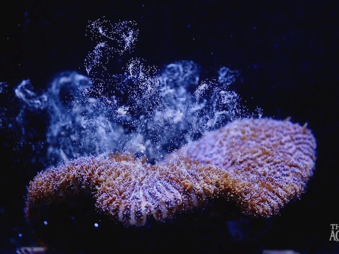 Du corail de l’Atlantique reproduit en laboratoire pour la première ...