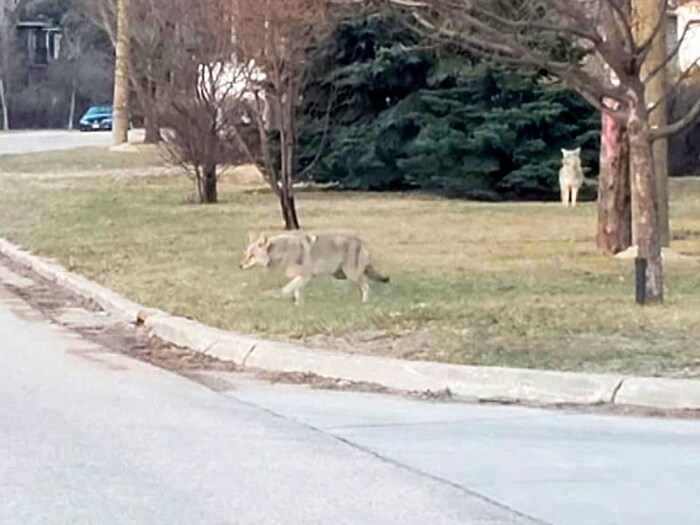 Apprendre à vivre avec les coyotes à Winnipeg | Radio-Canada