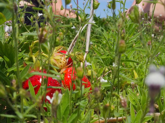 [En images] Des fraises et des cueilleurs par milliers | Radio-Canada