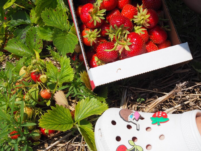 [En images] Des fraises et des cueilleurs par milliers | Radio-Canada