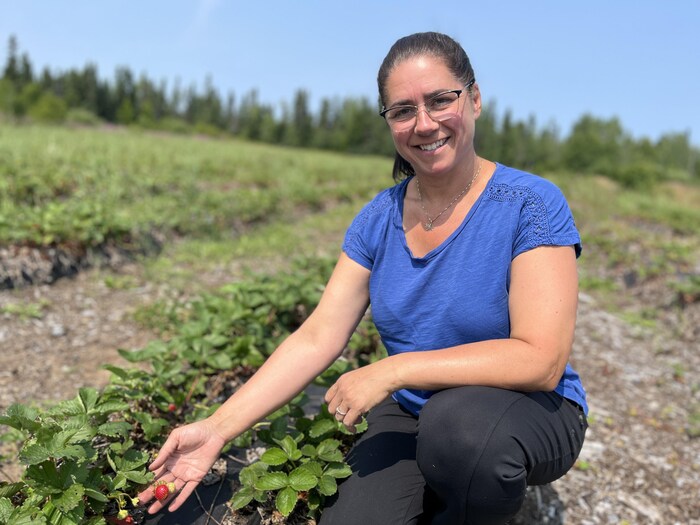 Le temps chaud fait craindre de grosses pertes aux producteurs de ...