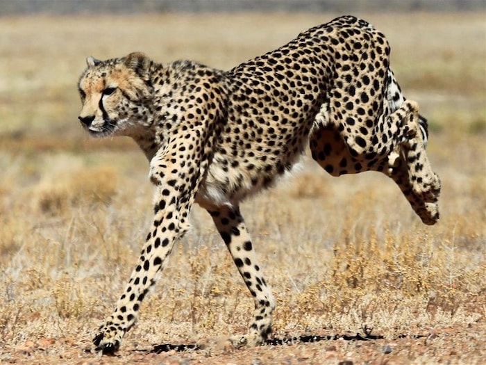 Une technique de chasse bien distincte pour le « guépard américain ...