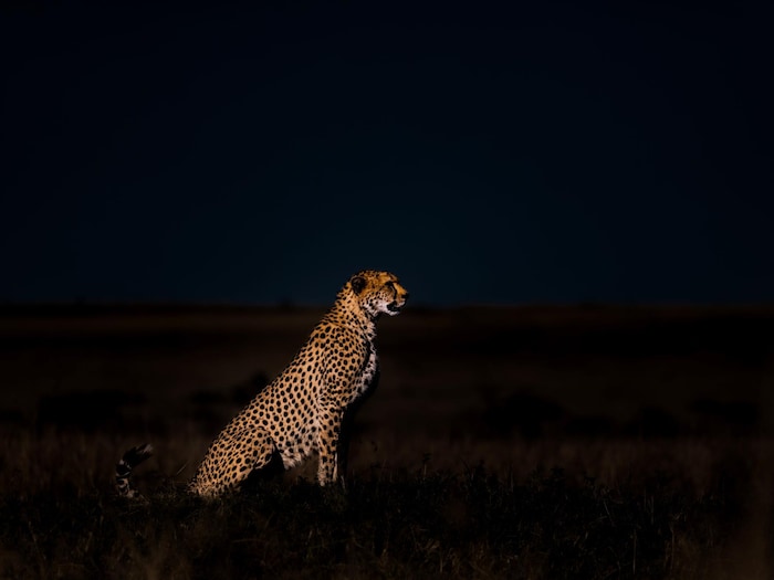Les guépards chassent plus la nuit lors des journées très chaudes ...