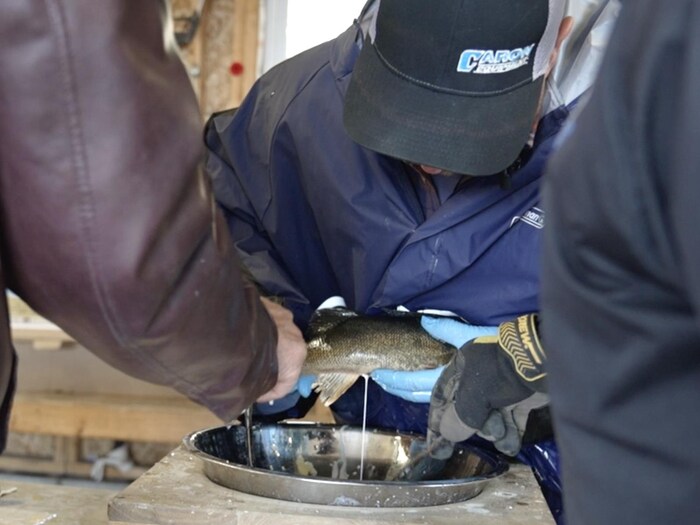 Une communauté autochtone aide à la reproduction de millions de dorés ...