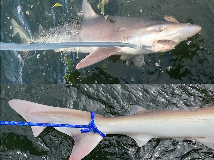 Des phénomènes inhabituels en lien avec des requins en Colombie ...