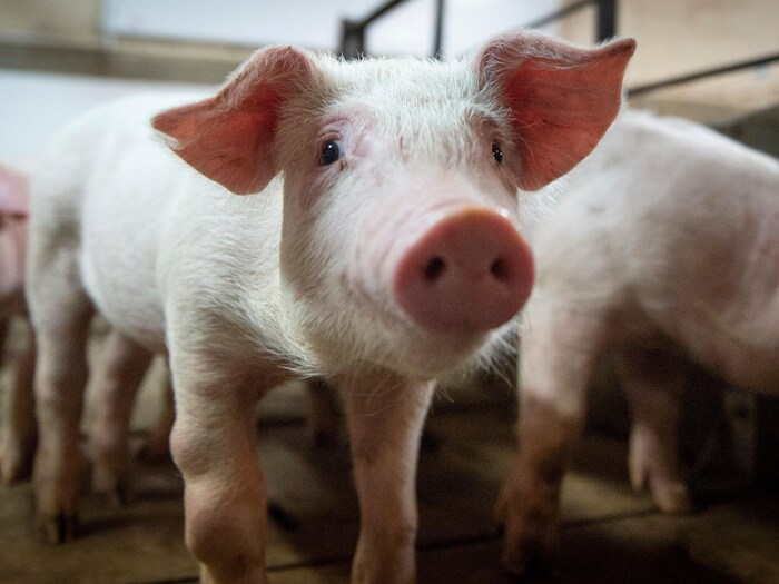 Le boeuf et le porc canadiens de nouveau les bienvenus en Chine | Radio ...