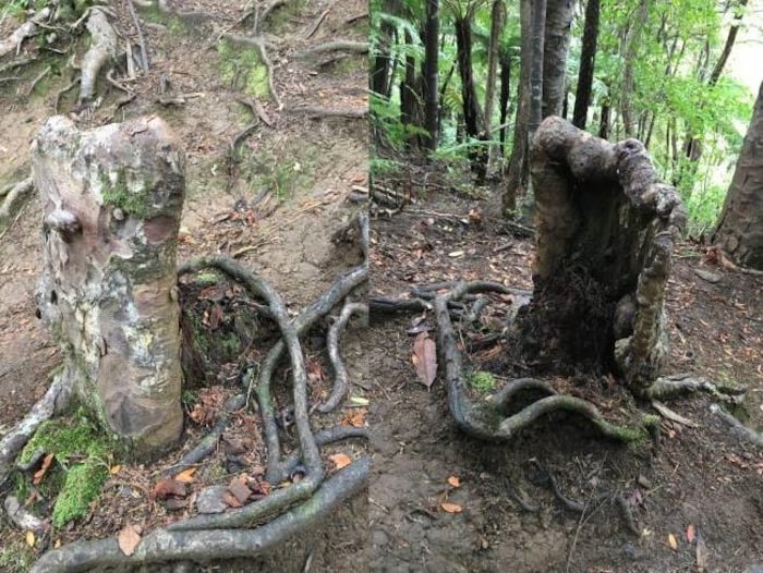 Une souche maintenue en vie par les arbres voisins | Radio-Canada