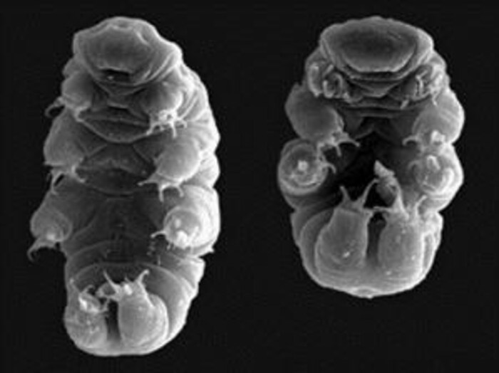 Des tardigrades en vie sur la Lune? | Radio-Canada