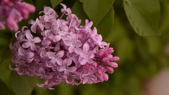 C’est le temps des lilas à Winnipeg | Radio-Canada