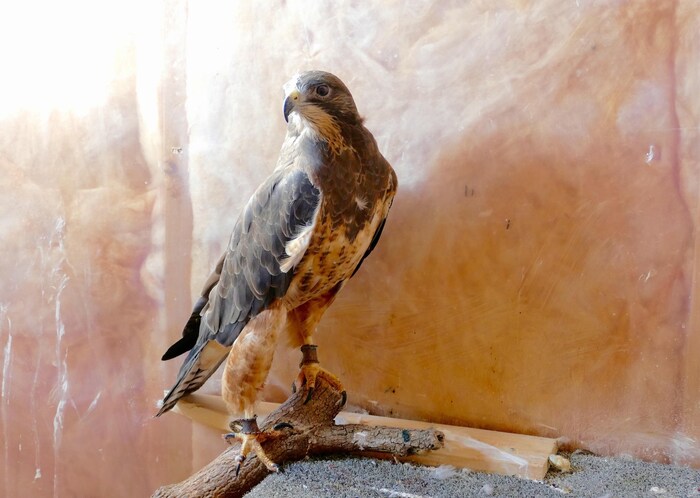 Wildlife Haven : un centre de réhabilitation pour la faune du Manitoba ...