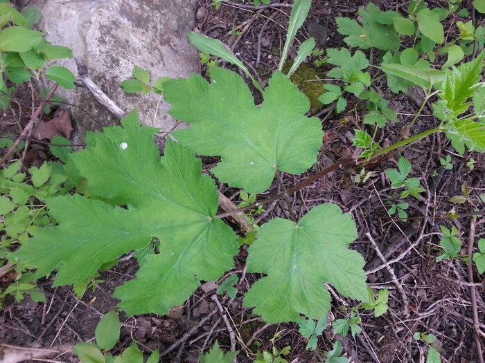 Berce spondyle : mode d'emploi quand vous observez une plante | Radio ...