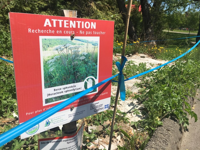 Une plante envahissante crée des maux de tête dans la Matapédia | Radio ...