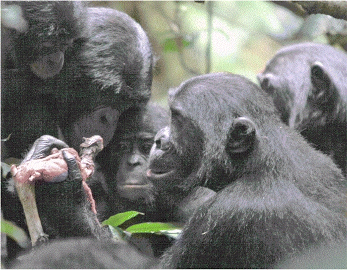 Des bonobos partagent un repas | Radio-Canada