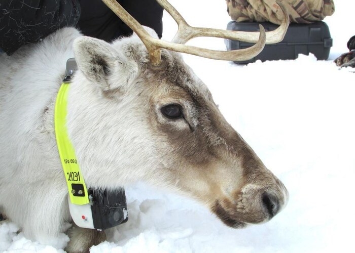 Des bébés caribous en téléréalité | Radio-Canada