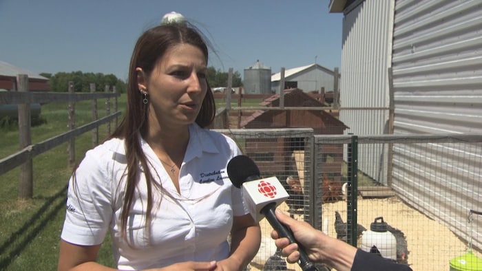 Pénurie de poules en Mauricie | Radio-Canada