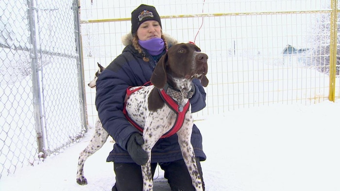 L’art de voyager avec des chiens de traîneau qui n’en sont pas | Radio ...
