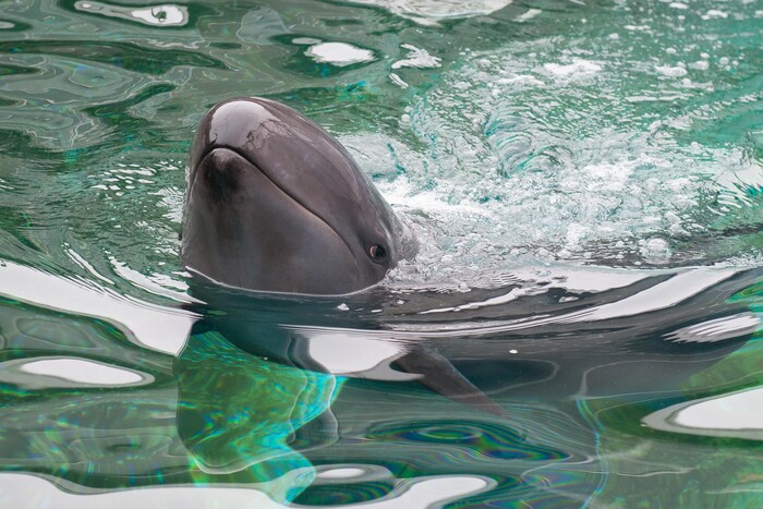 La fausse orque Chester est morte, dit l’aquarium de Vancouver | Radio ...