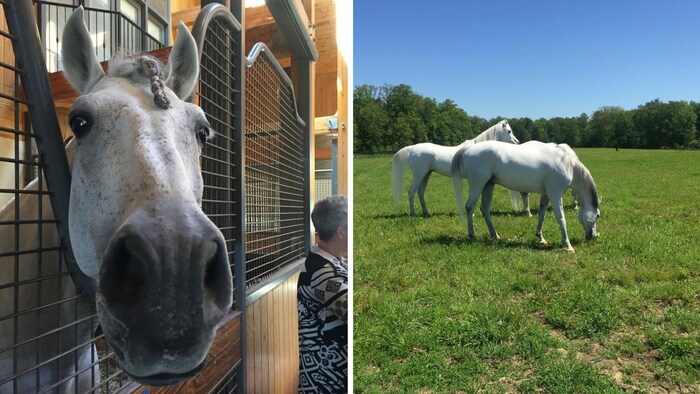 Les chevaux de la compagnie Cavalia en vacances en Ontario | Radio-Canada
