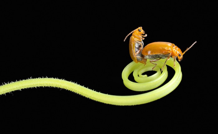 Les vagues de chaleur nuisent à la fertilité des insectes | Radio-Canada