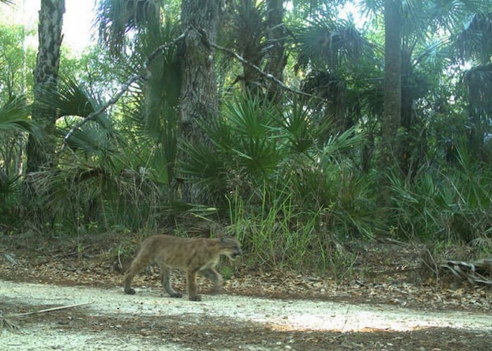 Des panthères de Floride observées là où on ne les attendait pas ...