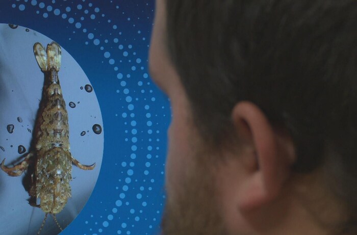 Le potentiel de la crevette de roche à l'étude | Radio-Canada