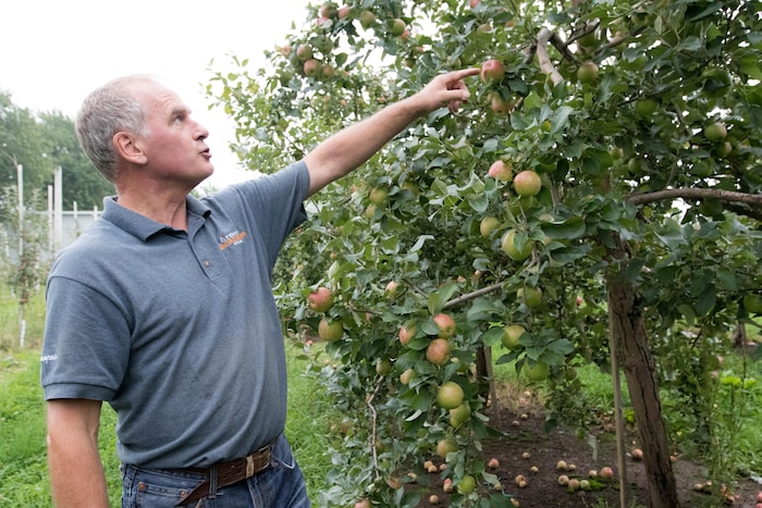 Un laboratoire de la pomme à l’île d’Orléans | Radio-Canada