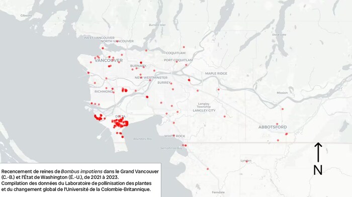 Un bourdon non indigène domine dans le Grand Vancouver | Radio-Canada