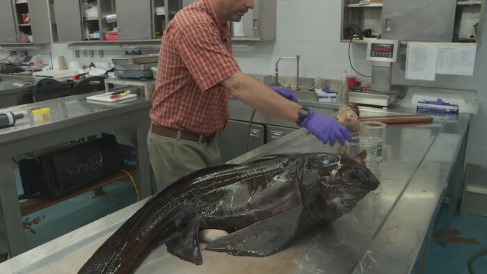 À la rencontre des fonds marins du Labrador | Radio-Canada