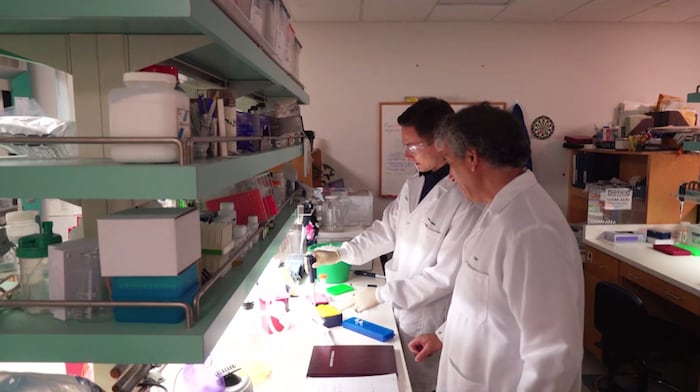 Jusqu'où peut-on manipuler l'ADN des espèces? | Radio-Canada