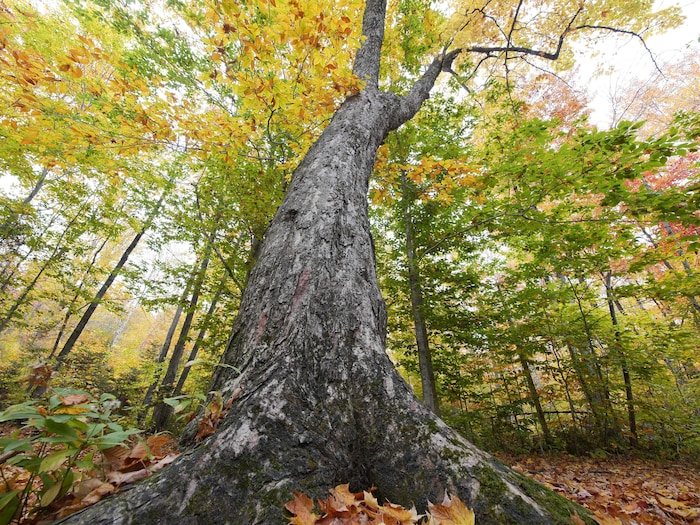 Deux précieux boisés à découvrir, avant qu’il soit trop tard | Radio-Canada