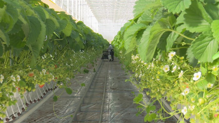 Une entreprise ontarienne veut dominer le marché nord-américain de la ...